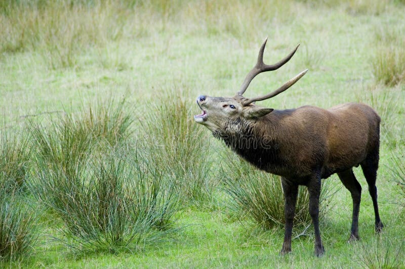 Red deer stock image. Image of antlers, calling, fallow - 6314773