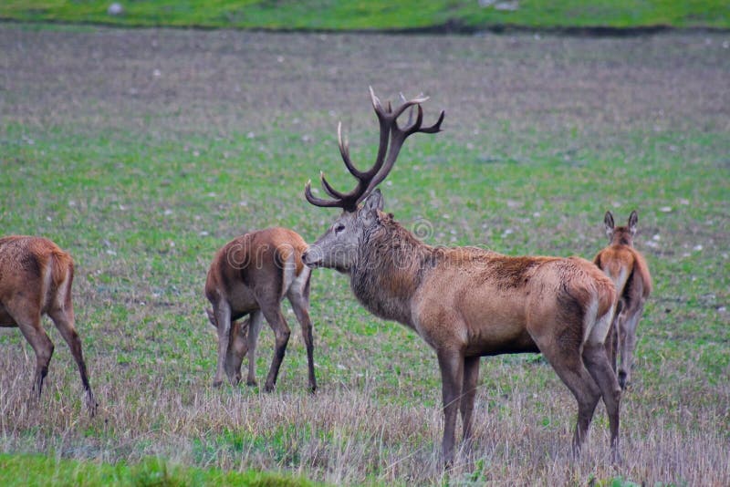 Red Deer Picture. Image: 6679834