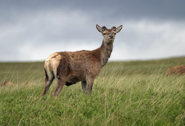 715 Scottish Wildlife Red Deer Stock Photos - Free & Royalty-Free Stock ...