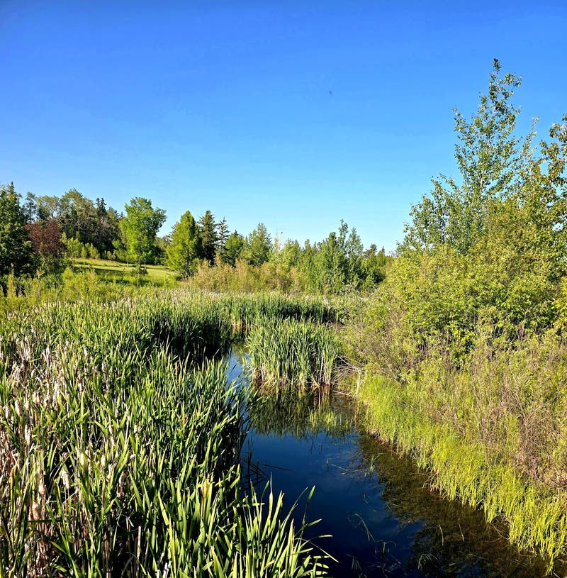 Red Deer Alberta Canada Stream 2025 Stock Photo - Image of 2025, deer: 389706106