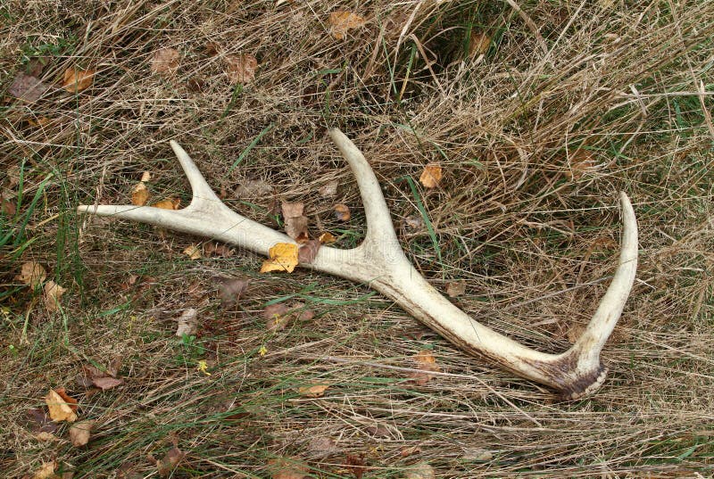 Deer antler stock image. Image of deer, leaf, discovery - 50995923