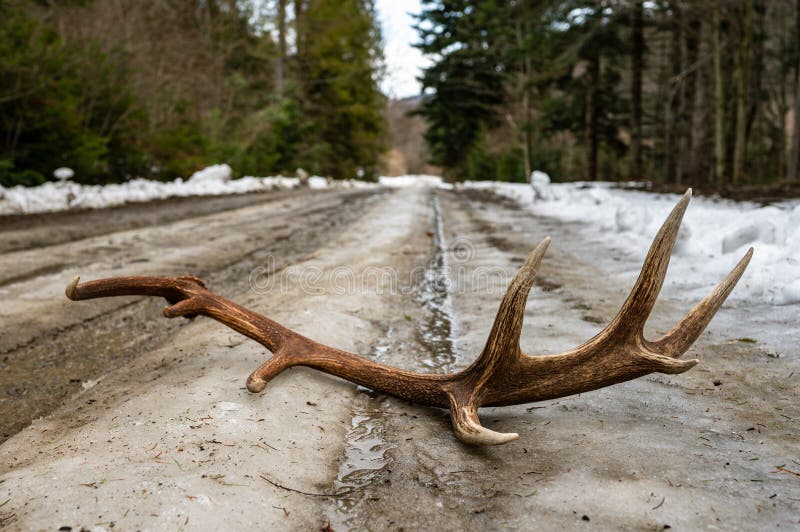 Red Deer Antler Shed on a Forest Road Stock Photo - Image of natural ...