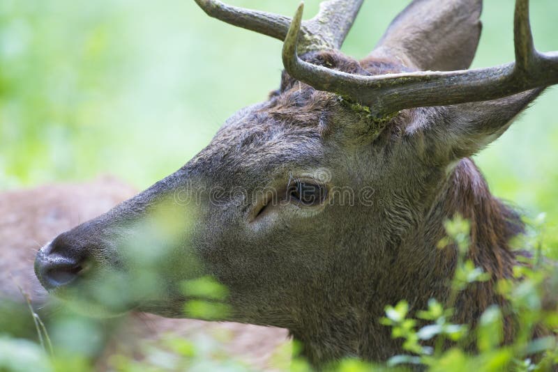 Red Deer during the autumn stock image. Image of vegetation - 60203345