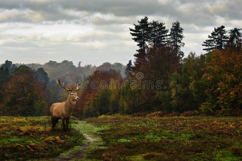 Autumn Fall Forest Landscape Magic Book Pages Stock Image - Image of ...
