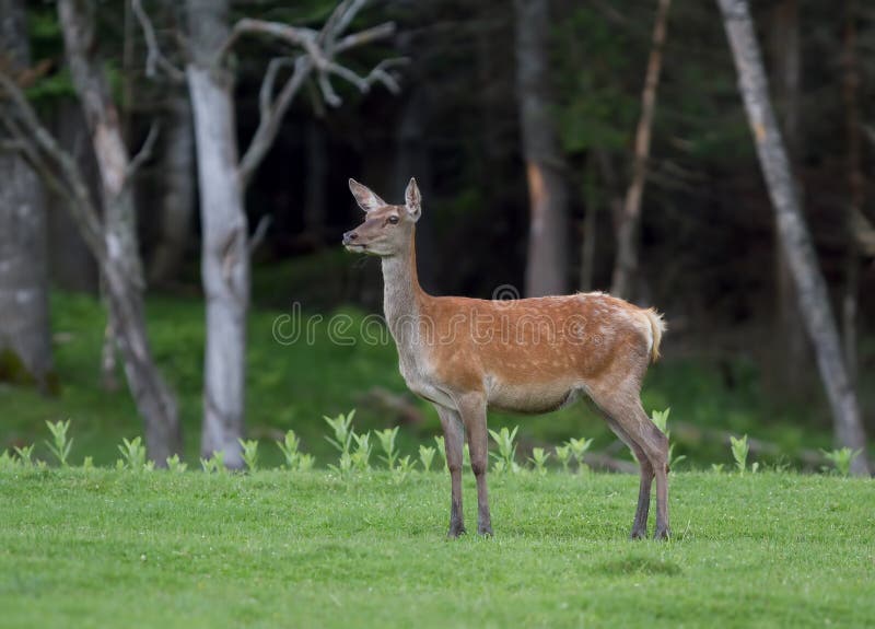 Red Deer Walking in the Forest in Quebec, Canada Stock Image - Image of ...