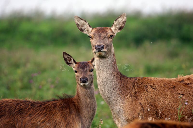 Red deer with baby stock image. Image of wilderness, mammal - 24289053