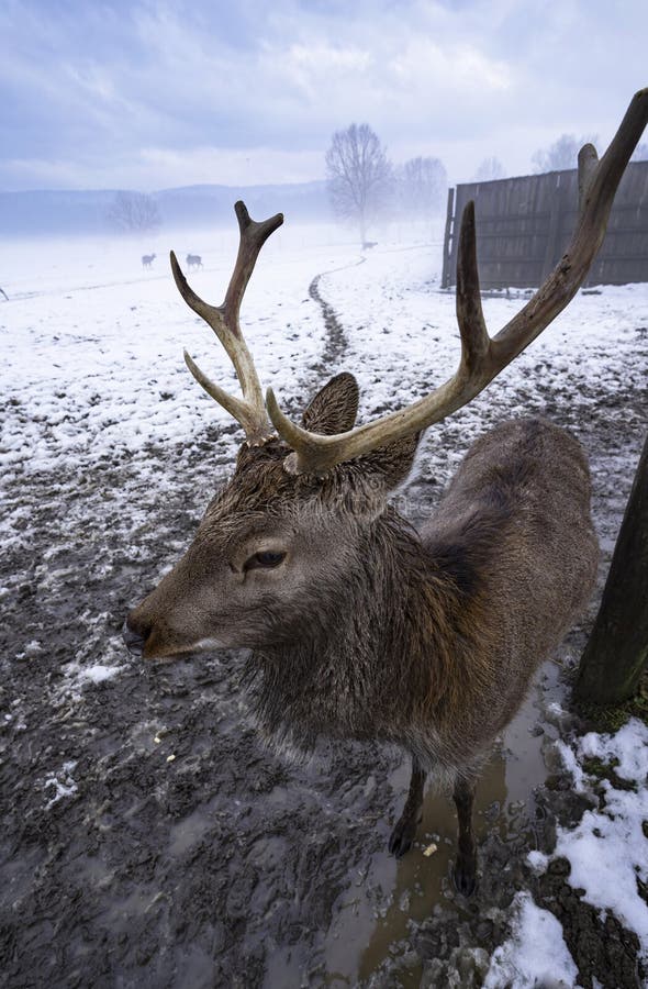 Red Deer with Beautiful Antlers Stock Photo - Image of mountains, farm ...