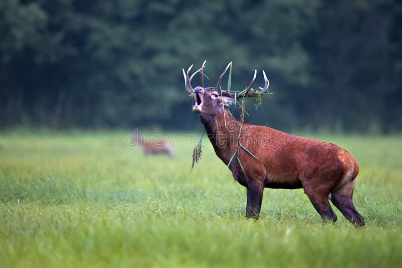 Red Deer Bellowing in Long Grassland in Autumn Nature Stock Photo ...