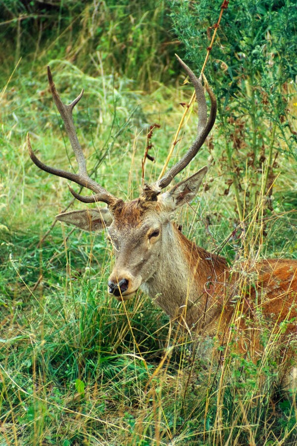 Red Deer Buck Sitting on the Grass Stock Image - Image of game ...