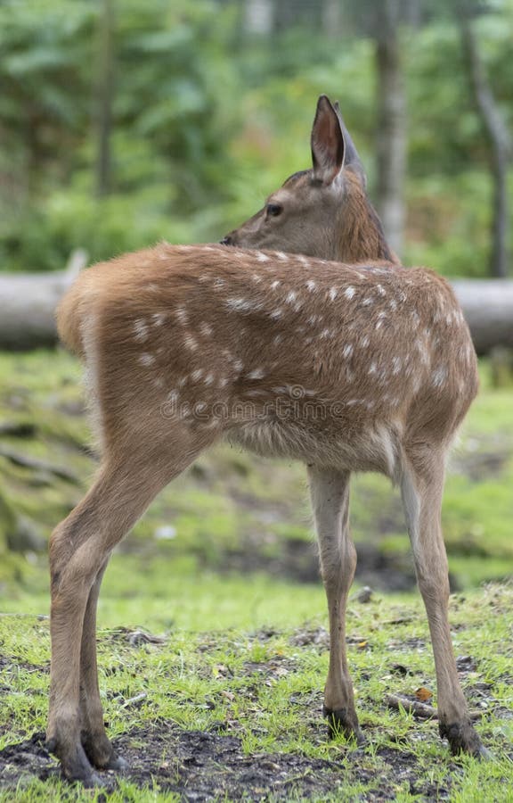 Red deer calf stock image. Image of hare, pasture, cute - 98042541