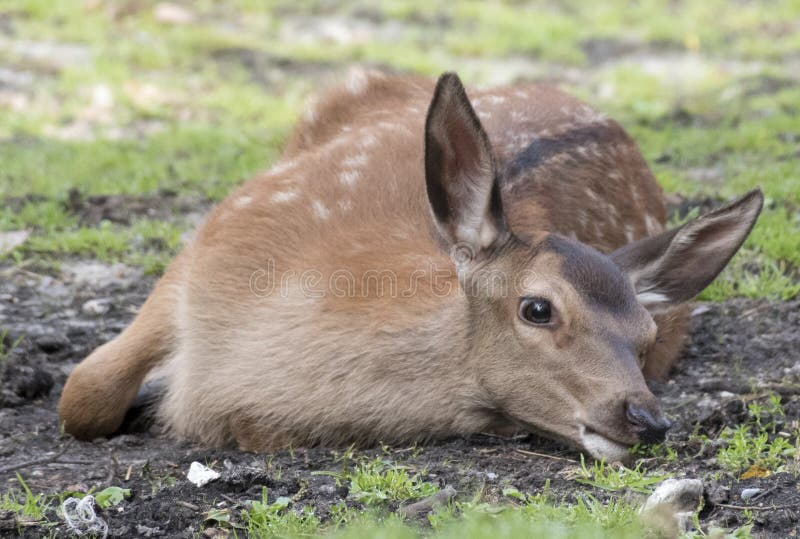 Red deer calf stock image. Image of hare, pasture, cute - 98042541