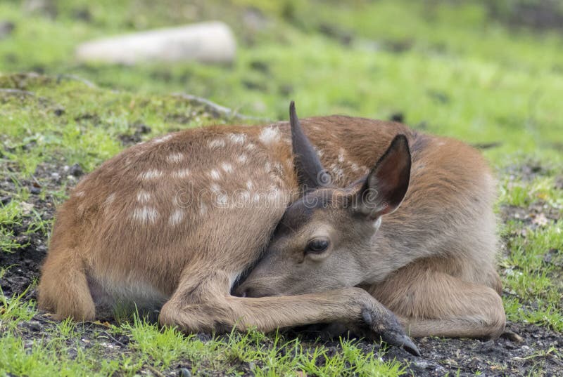 Red deer calf stock image. Image of hare, pasture, cute - 98042541