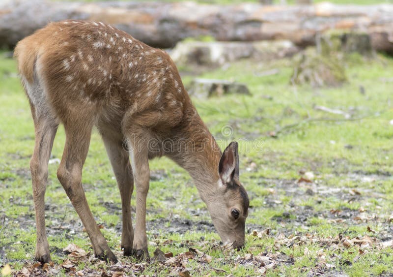 Red deer calf stock photo. Image of calf, fawn, cute - 98041660