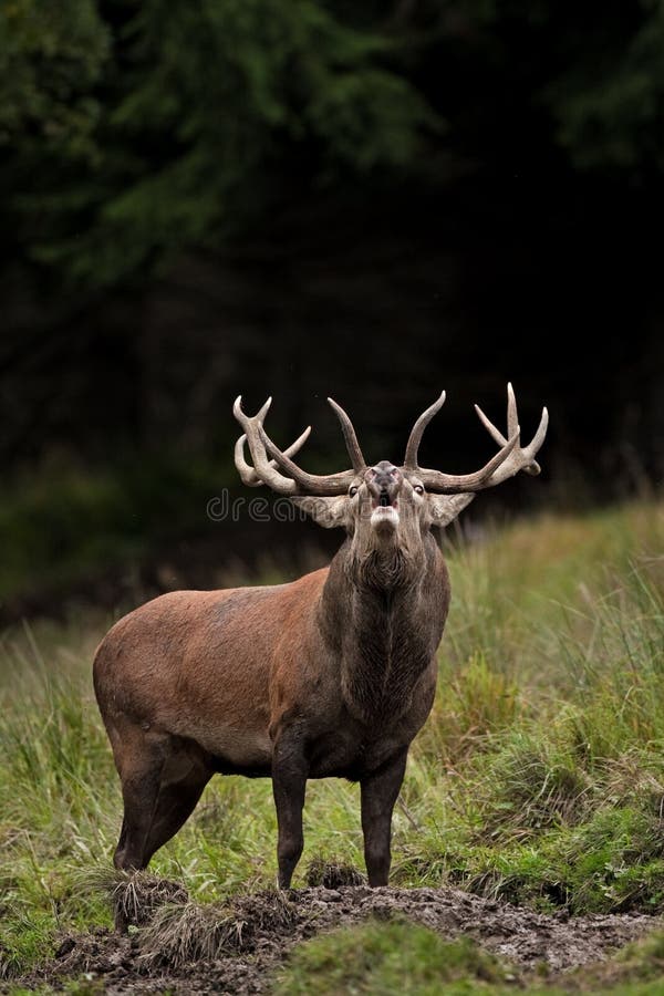Red Deer, Cervus Elaphus, Czech Republic Stock Image - Image of king ...