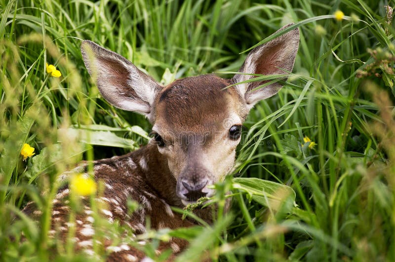 384 Baby Fawn Laying Stock Photos - Free & Royalty-Free Stock Photos ...