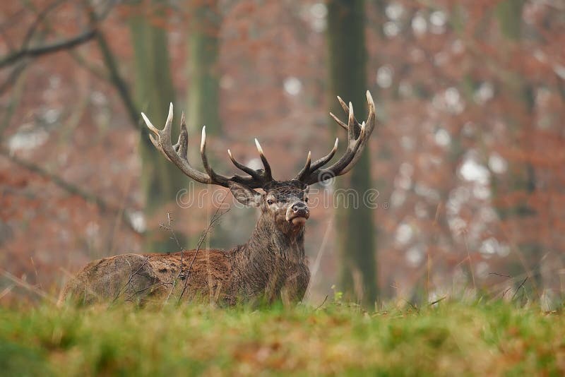 Red deer Cervus elaphus stock image. Image of wildlife - 107856257