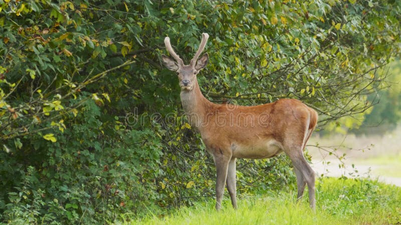 Red Deer Cervus Elaphus Look into the Camera and Get Scared in the ...