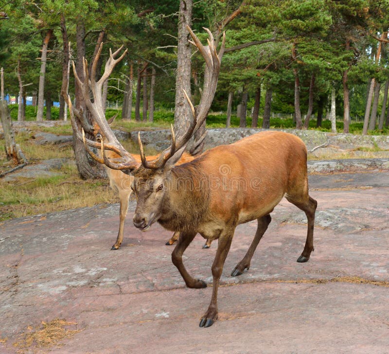 Red Deer Cervus Elaphus with Luxurious Antlers Stock Photo - Image of ...