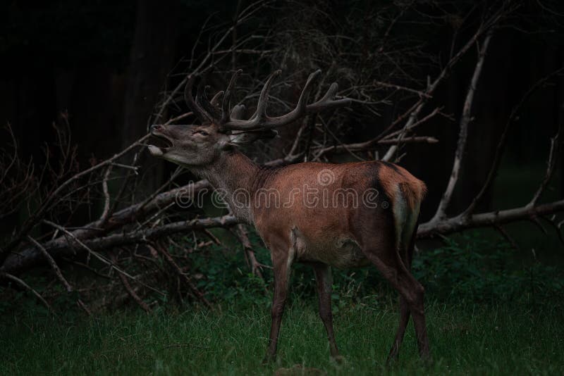 Red Deer & X28;Cervus Elaphus& X29; Making Loud Noises in the Wild ...