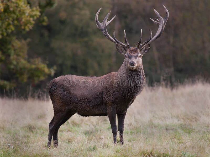 Dear stock photo. Image of wood, mammal, field, animal - 2765838