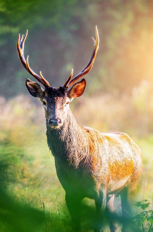 Red Deer Cervus Elaphus Portrait Stock Photo - Image of nature, autumn ...