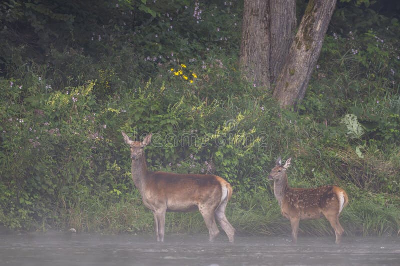Red Deer, Cervus Elaphus, in the River. Bieszczady Mountains, Poland ...