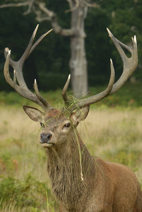 Red Deer, Deer, Cervus Elaphus Stock Photo - Image of wild, park: 113012854