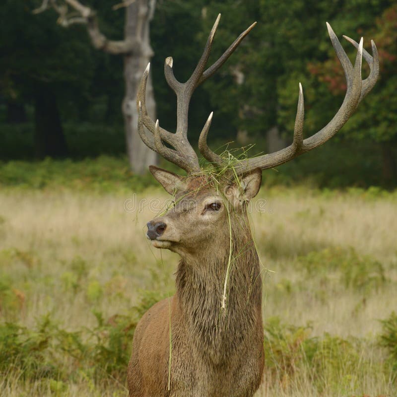 Red Deer, Deer, Cervus Elaphus Stock Photo - Image of wild, park: 113012854