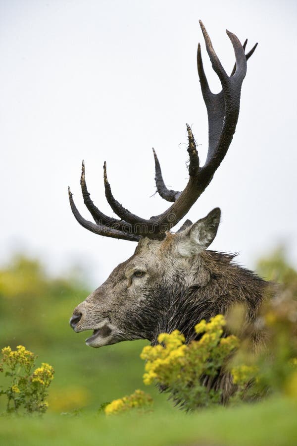 Red Deer - Cervus Elaphus Scottish Highlands Stock Photo - Image of ...