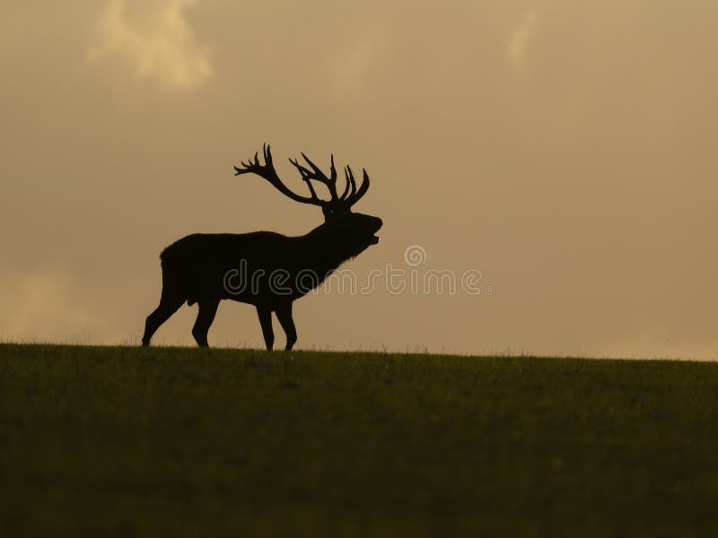 Red deer, Cervus elaphus stock image. Image of deer - 342689777