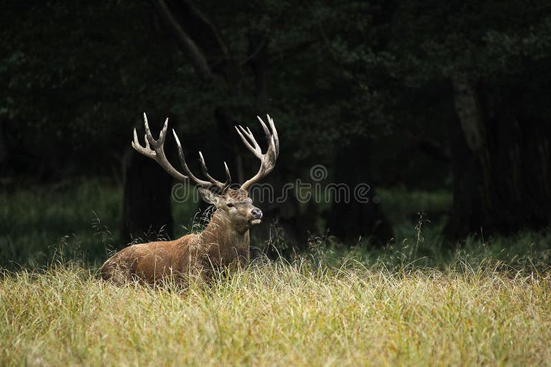 Red Deer, Cervus Elaphus, Stag, Sweden Stock Image - Image of ungulate ...