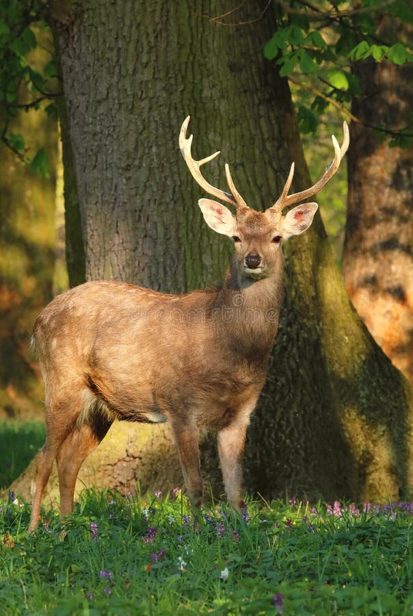 Red deer Cervus nippon stock photo. Image of nature, huntable - 90792802