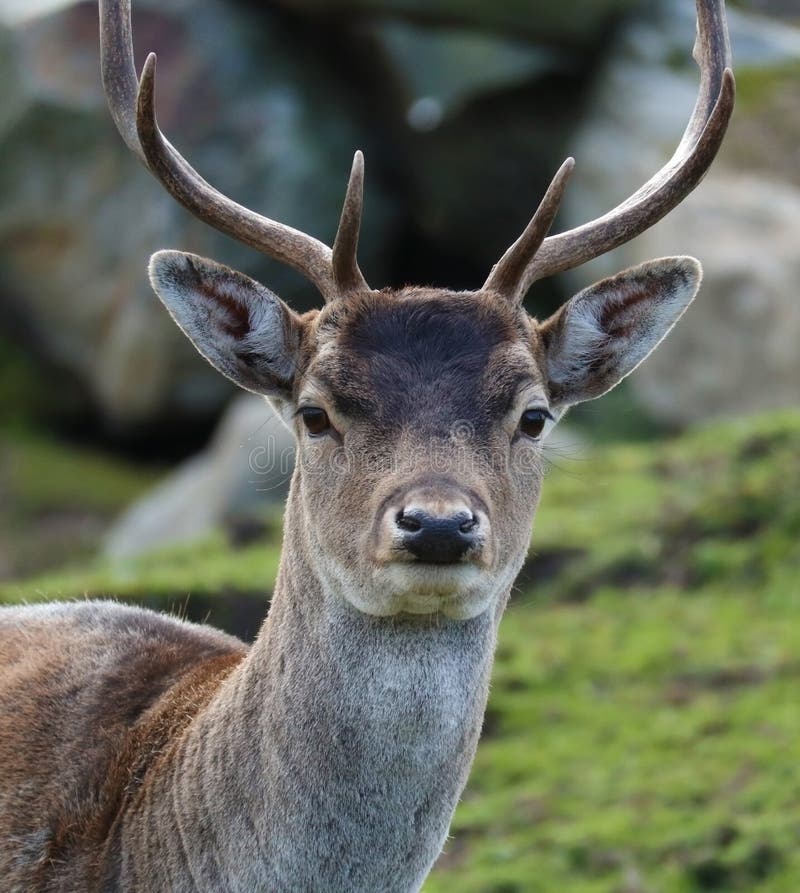 Red Deer close up stock photo. Image of antlers, ears - 32554074