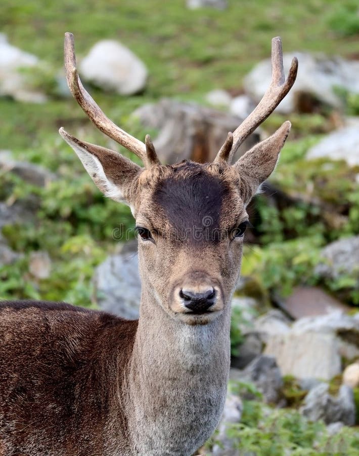 Red deer close-up in front stock image. Image of colors - 236681219