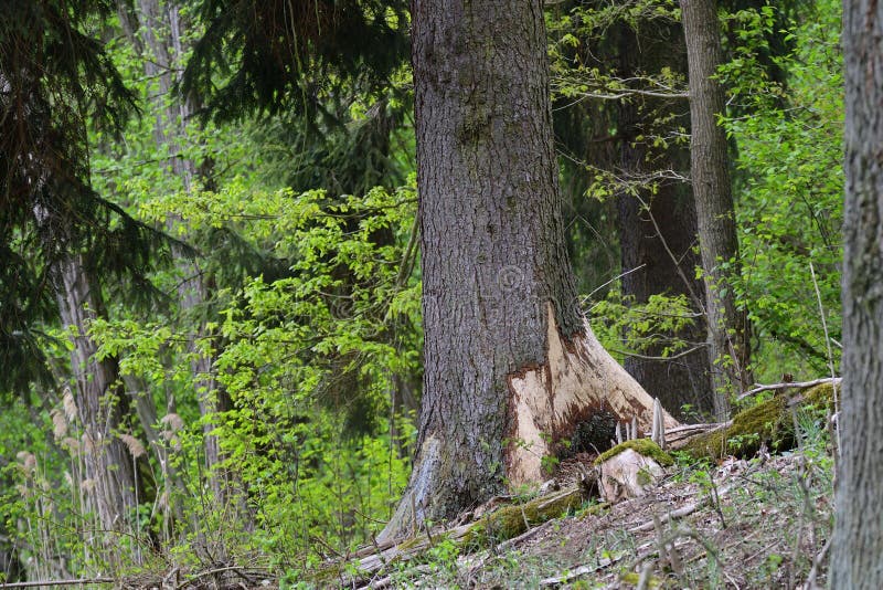 380 Deer Tree Damage Stock Photos - Free & Royalty-Free Stock Photos ...