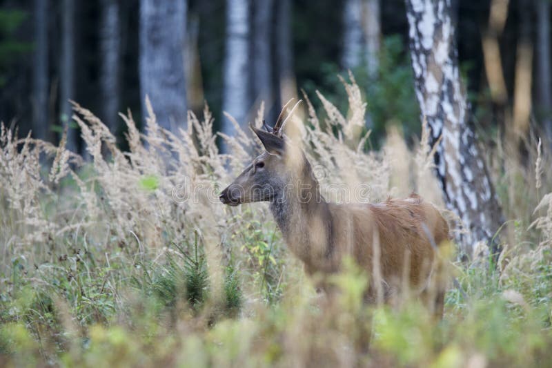 Red deer in day root stock image. Image of wildlife - 197960625