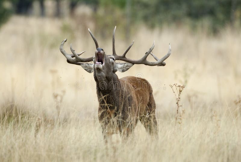 Red Deer, Deers, Cervus Elaphus , Stag, Red Deer Roaring Stock Image ...