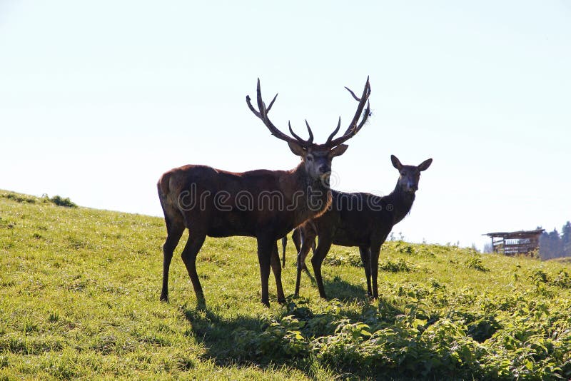 A Red Deer with Doe in the Backlight Stock Image - Image of female ...