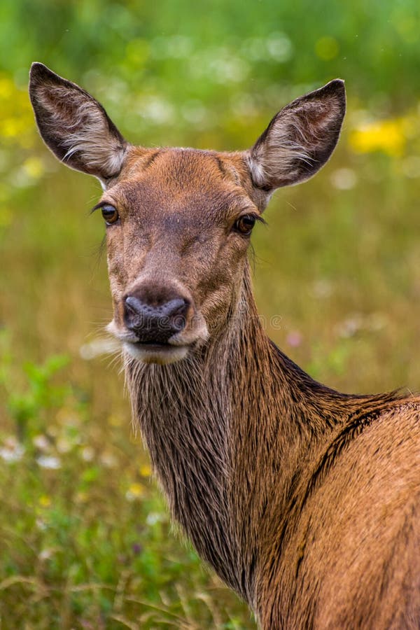 Red deer doe stock photo. Image of wildlife, deer, close - 75635754