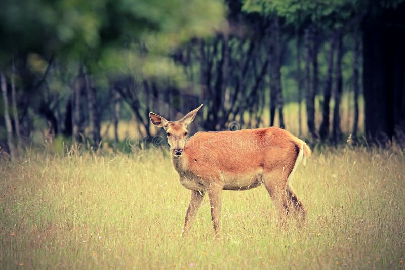 Red deer doe in the forest stock image. Image of camera - 61408941