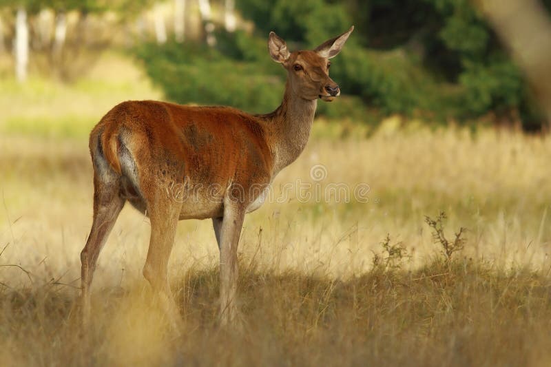 Red Deer Doe Looking at the Camera in a Clearing Stock Image - Image of ...