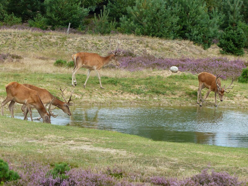 Red Deer Drinking from Pond Stock Image - Image of drip, crouch: 75942199