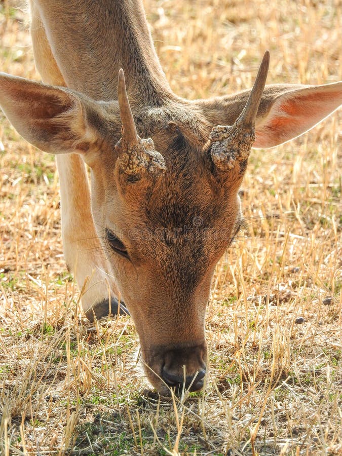 Red Deer On A Meadow Eating Grass Stock Photo - Image of european ...