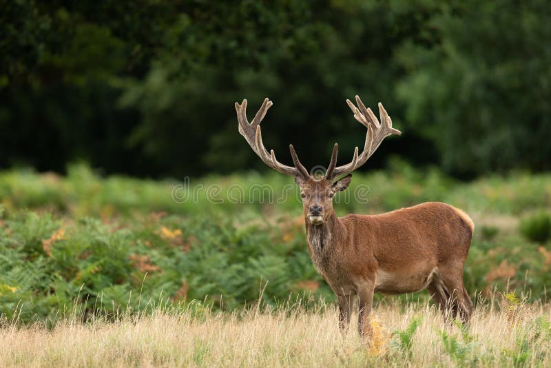 Red Deer in the England Forest Stock Photo - Image of female, nature ...