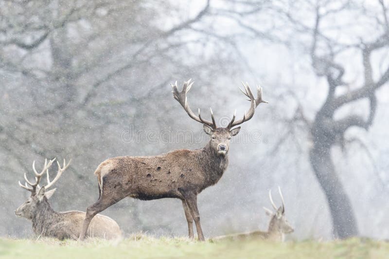Red Deer in the Falling Rain in Autumn Stock Photo - Image of nature ...