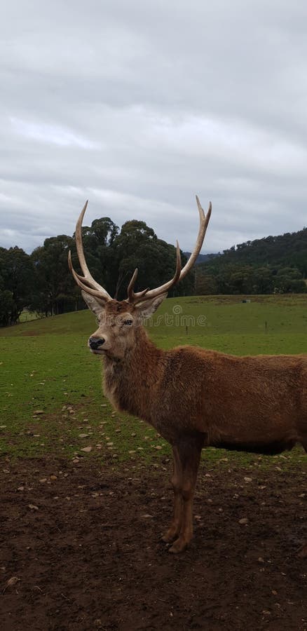 Red deer farm stock photo. Image of mammal, prairie - 213145208