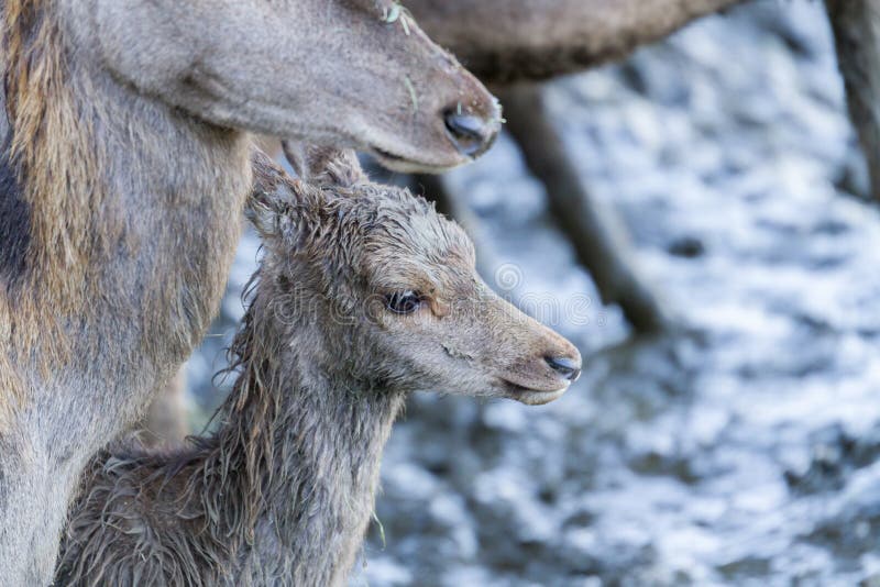 Red deer fawn stock photo. Image of cervus, deer, elaphus - 36339770