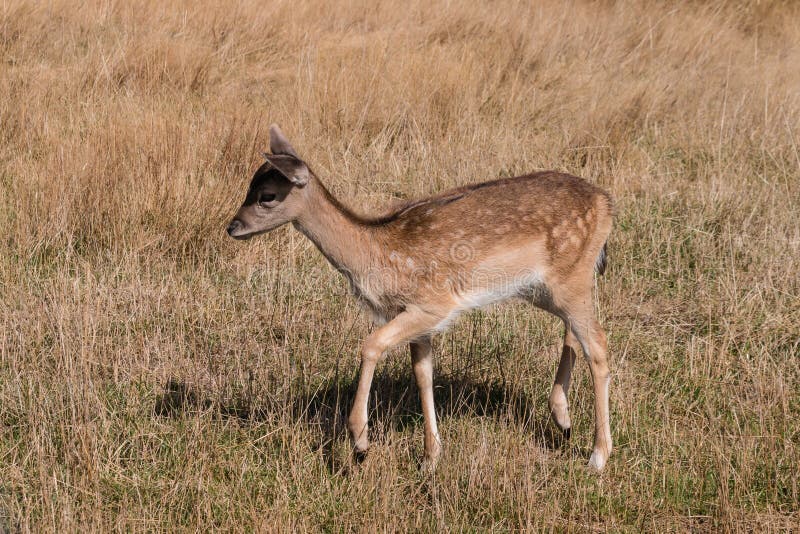 Red Deer Fawn on Grassy Meadow Stock Image - Image of pasture, farming ...