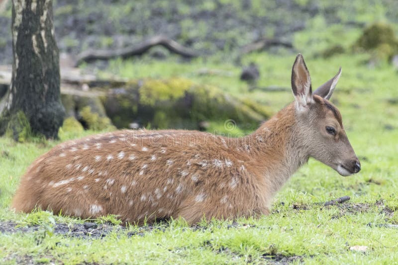 Red deer fawn stock image. Image of wood, fawn, antelope - 97630613
