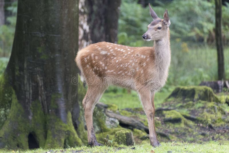 Red deer fawn stock photo. Image of deer, wilderness - 97630678